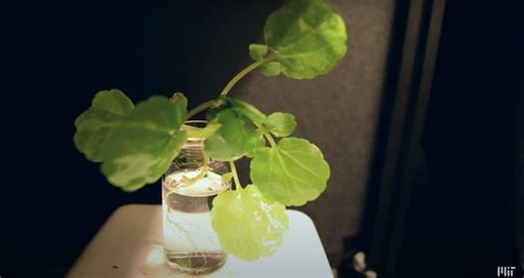 New Glowing Plants Emit Ambient Light From Their Leaves Nerdist