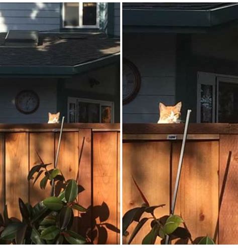 Stalking Cat Latest Memes Imgflip