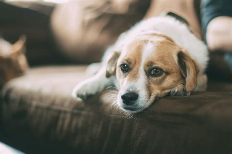 ¿cómo Detectar Si Tu Perro Se Ha Envenenado Y Que Hacer El Siglo De
