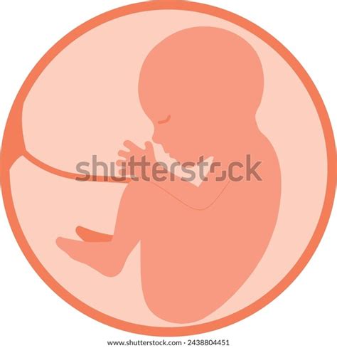 Cordon Ombilical Over 895 Royalty Free Licensable Stock Illustrations