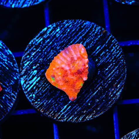 Tsa Red Hot Chalice Coral Live Aquaria Supply