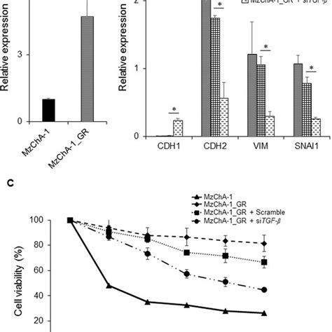 The Effect Of Tgf β1 Knockdown Using Tgf β Small Interfering Rna