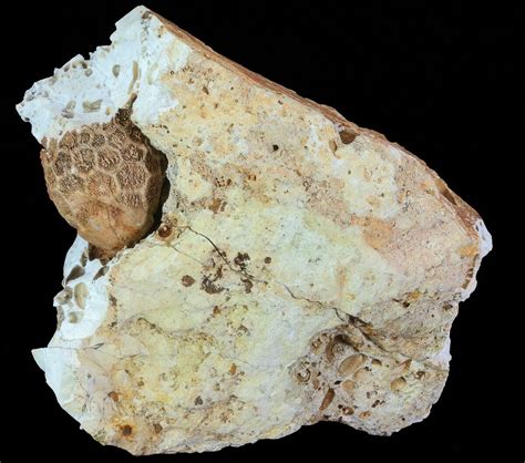 Fossil Crinoid Calyxs 3 Species Burlington Formation Missouri