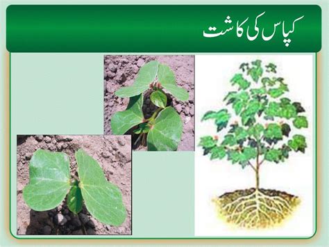 Ppt Germination Powerpoint Presentation Free Download Id