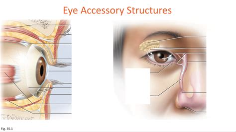 Accessory Structures Of The Eye Medical Terminology And Definitions Flashcards Quizlet