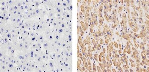 Oxphos Complex Iv Subunit Iv Monoclonal Antibody 10g8d12c12