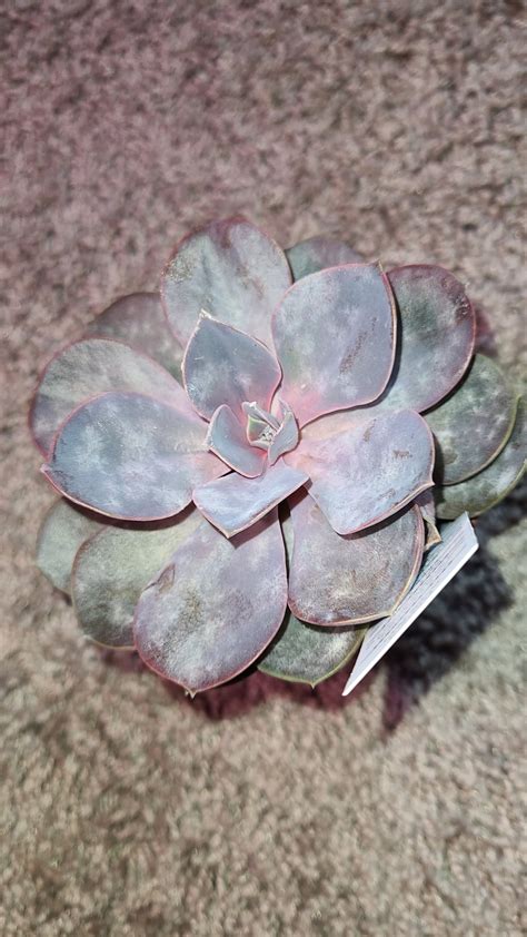 Need Help Identifying White Fluffy Spots On New Succulent Rsucculents