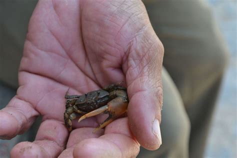 Crustaceans And Arachnids Stem Lesson Plan For Middle School Biology