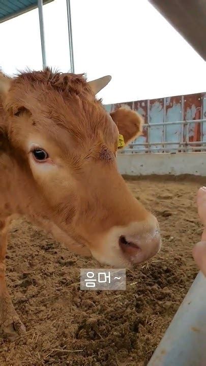 농장소 귀여워 소 Youtube