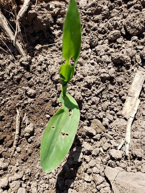 Crop Alert May 27 2021 Northwest Ny Dairy Livestock And Field Crops