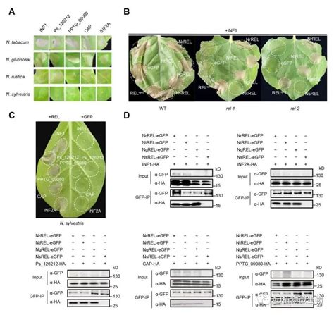 Plant Cell 南京农业大学王源超团队研究揭示植物识别病原体诱导子的趋同进化机制！ 知乎