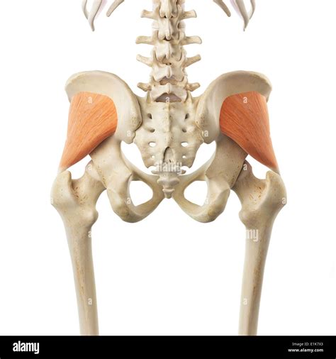 Piccolo Gluteo Immagini E Fotografie Stock Ad Alta Risoluzione Alamy