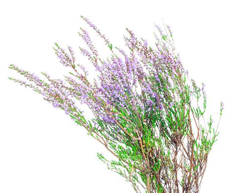 веточка вереска - Сток картинки - iStock