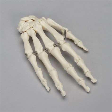 Somso® Skeletal Hand Carolina Biological Supply