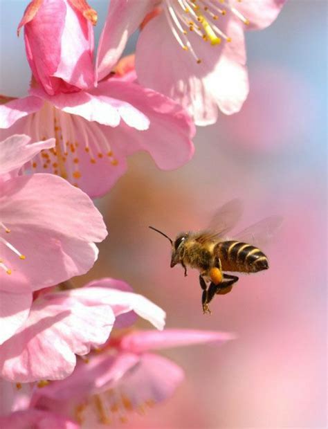 The Art Of Pollination Watch The Beauty Of Bees Garden Aesthetic Flower