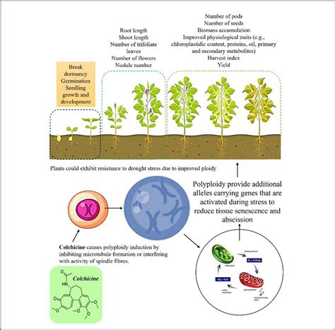 Demonstration Of The Potential Role Of Colchicine In Regulating Growth Download Scientific
