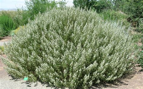 Fernbush Chamaebatiaria 1 Large Tube West Greeley Conservation