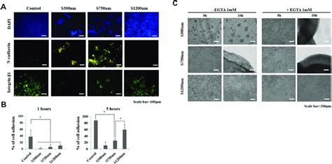 Differences In Cell Interaction In Fcpcs Aggregation By Nano Patterned