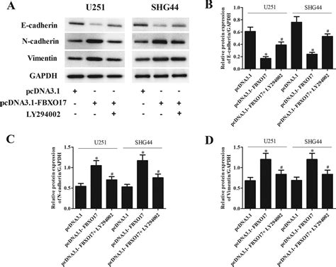 Overexpression Of FBXO17 Promotes The Proliferation Migration And