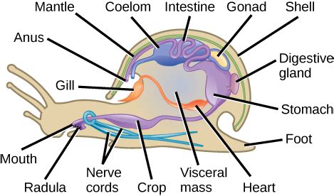 Superphylum Lophotrochozoa Molluscs And Annelids OpenStax Biology 2e