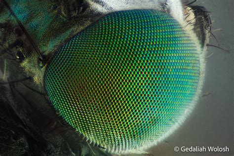 A Closer Look The Compound Eye Of A Fly At 20x Magnification