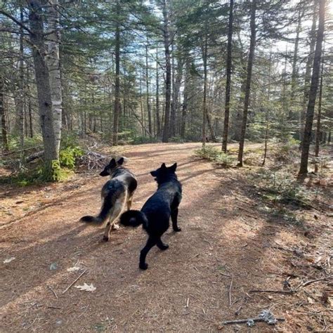 Example Using Object Detection Dataset By Lans Space