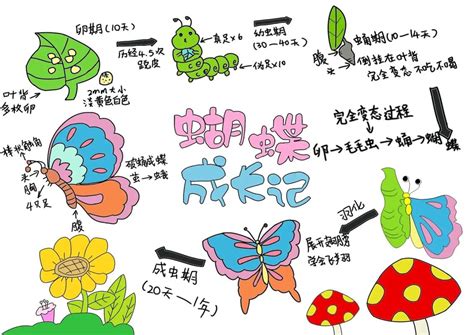 蝴蝶生长过程变化图片（精选22张） 高清图片大全