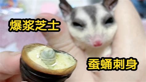 “蛄蛹者”爆浆多汁的东北大蚕蛹刺身！小蜜袋鼯的芝士年夜饭安排！ Youtube