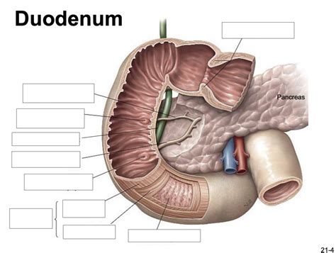 Duodenum Diagram Quizlet