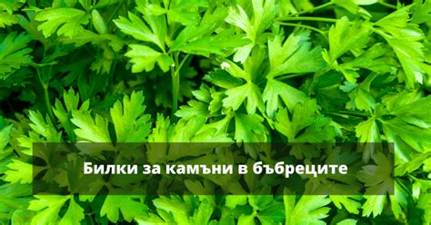 Билки за бъбреци 18 билки за прочистване на бъбреците