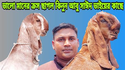ভালো মানের ক্রস বাচ্চা ছাগল কিনুন আবু সাইদ ভাইয়ের কাছ থেকে শাখারীপাড়া