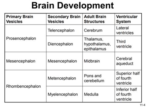 Pdbio220 Lecture 11 Nervous Tissue Flashcards Quizlet