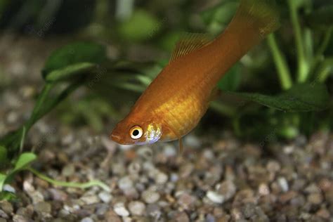 Xiphophorus Maculatus Pngtree