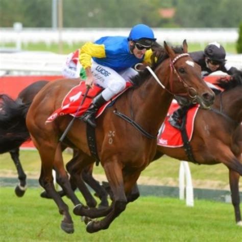 Kingston Town Classic Day Preview Races 5 8 News