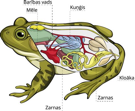 Dzīvnieku Organismu Daudzveidība — Teorija Dabaszinības Skola2030 6 Klase