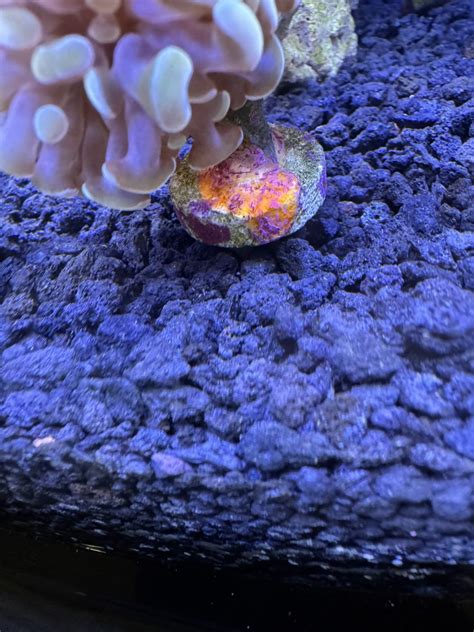 Orange Coralline Reef2reef