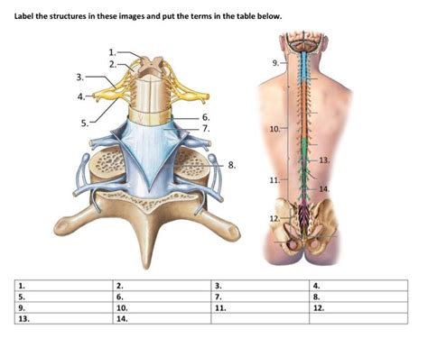 Solved Label The Structures In These Images And Put The Chegg