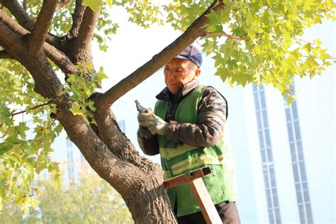 泰安高新技术产业开发区 园区新闻 园林修剪现匠心 一枝一叶总关情 高新区综合行政执法局开展冬季园林绿化修剪维护工作