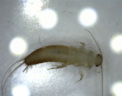 People Pests Plagues Practical Flashcards Quizlet