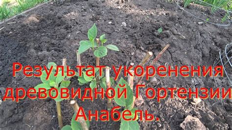 Результат черенкования древовидной Гортензии Анабель🍃 - YouTube
