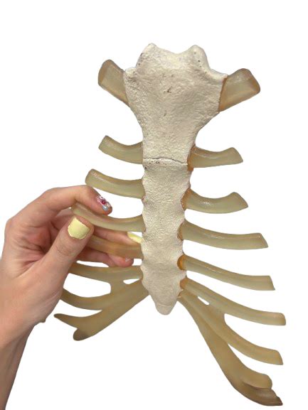 Sternum Lab Exam Diagram Quizlet