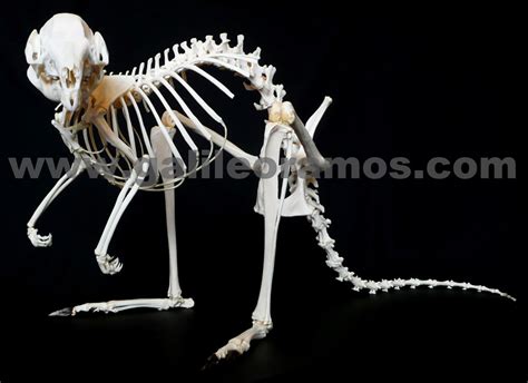 Macropus Parma Wallaby Skeleton « Galileo Ramos Art With Skeletons