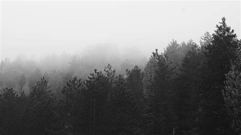 Dslr 사진 가을 초원 경치 좋은 아름다움 경치 좋은 전망 고요한 고요한 초원 광야 광야 장면 나무 녹지 등산로 땅의 색깔 박무 부드러운 빛