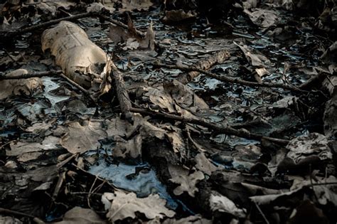 환경 개념 쓰레기 플라스틱 쓰레기와 숲 환경 삼림 지대의 쓰레기 낭비 빈 사용 더러운 플라스틱 병에 생태 문제 0명에 대한 스톡 사진 및 기타 이미지 Istock