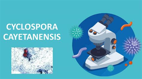 Cyclospora Cayetenensis Jheniffer Udocz
