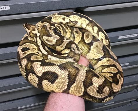 Firefly Yb Het Tsk Axanthic Ball Python By The Serpent Chamber