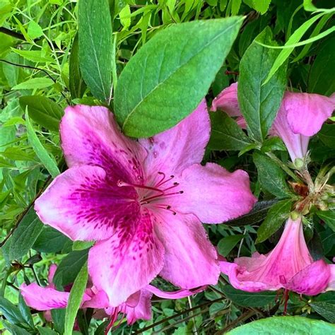 Rhododendron Yedoense Var Poukhanense Chalet® Plum Azalea Garden
