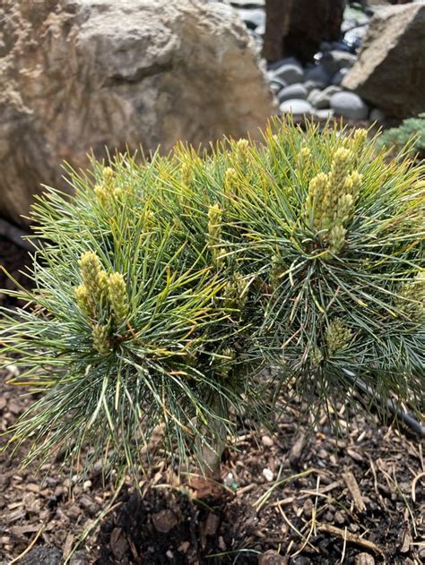 Spring In My Dwarf Conifer Garden R Conifers