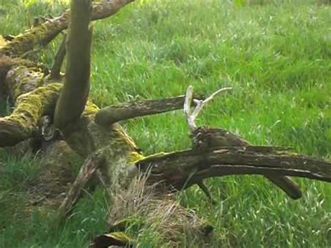 Hunting Crows Youtube