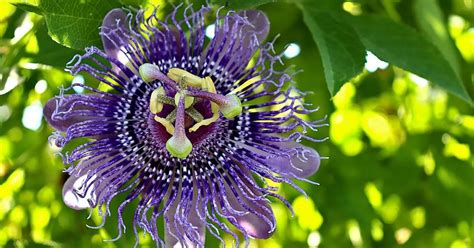Medicina Natural Para Relajar Músculos Plantas Y Remedios Caseros